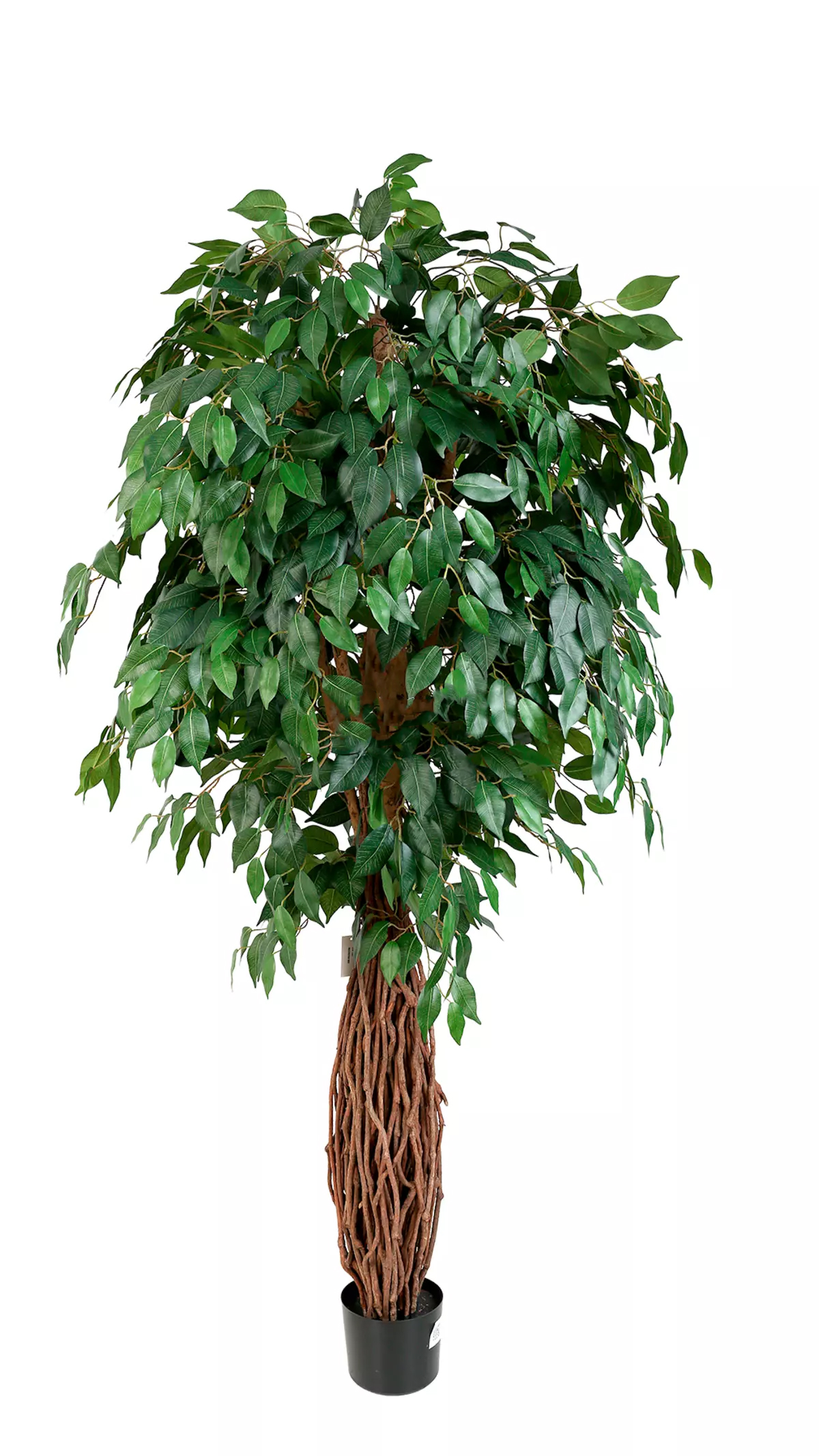 Ficus Benjamina Liana - PlantsFactory