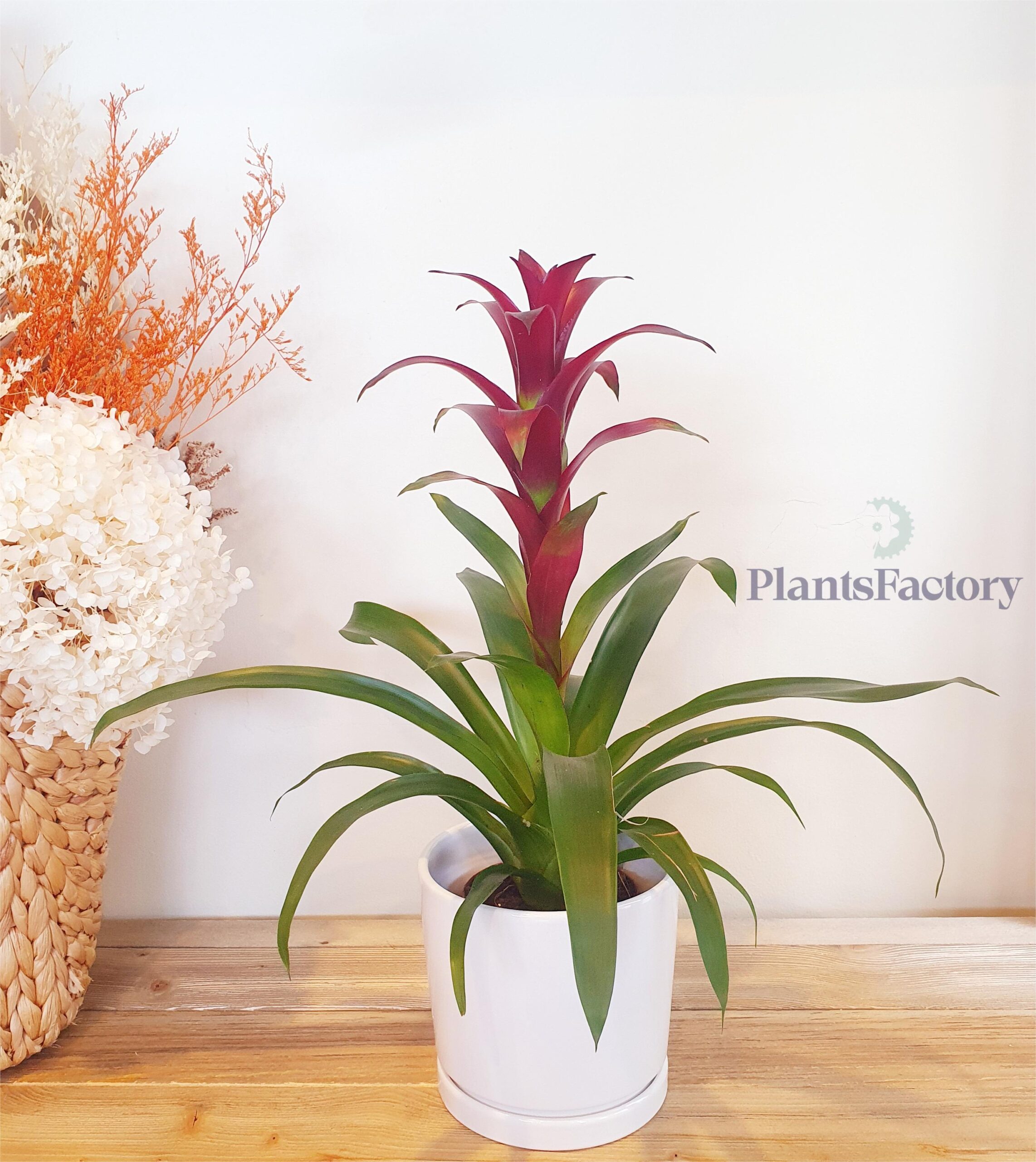 Guzmania Purple – PlantsFactory