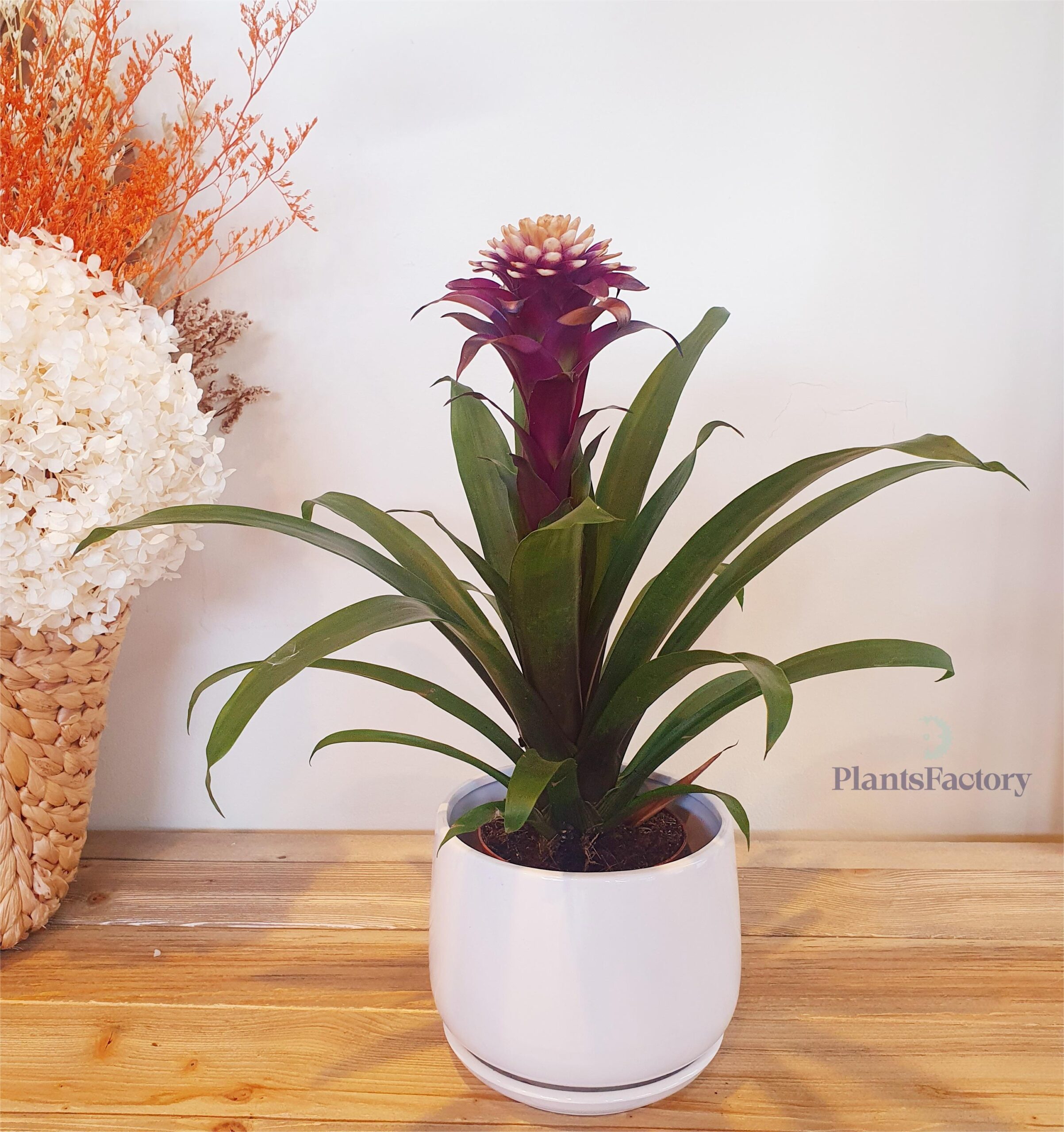 Guzmania Torch - PlantsFactory