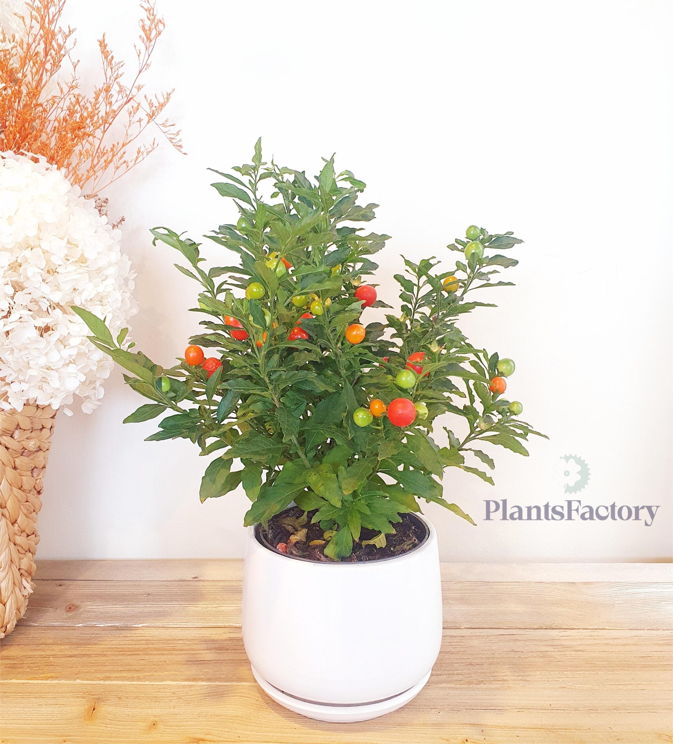 Solanum Mix - PlantsFactory