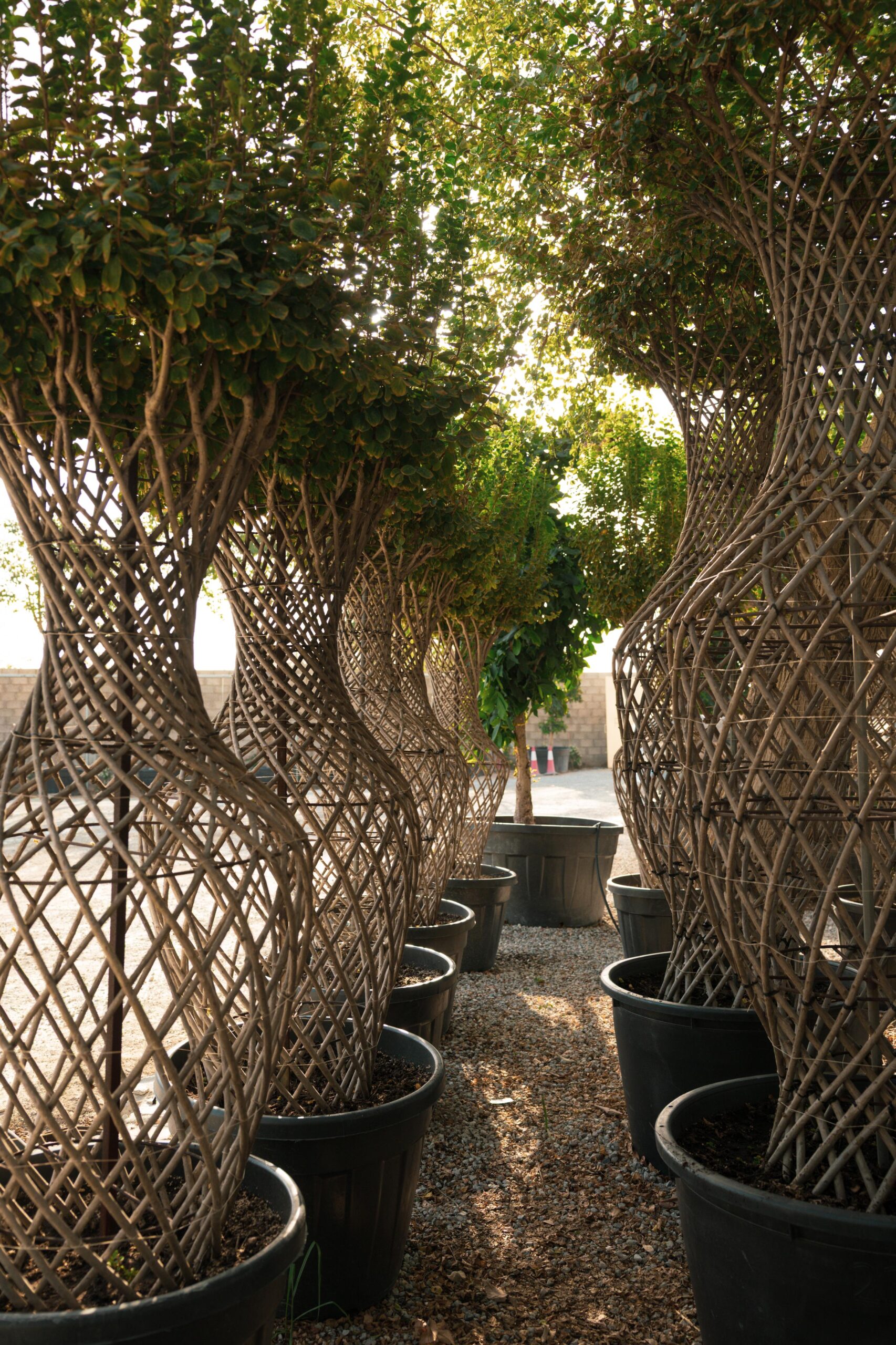 Crepe-Myrtle Cage - PlantsFactory