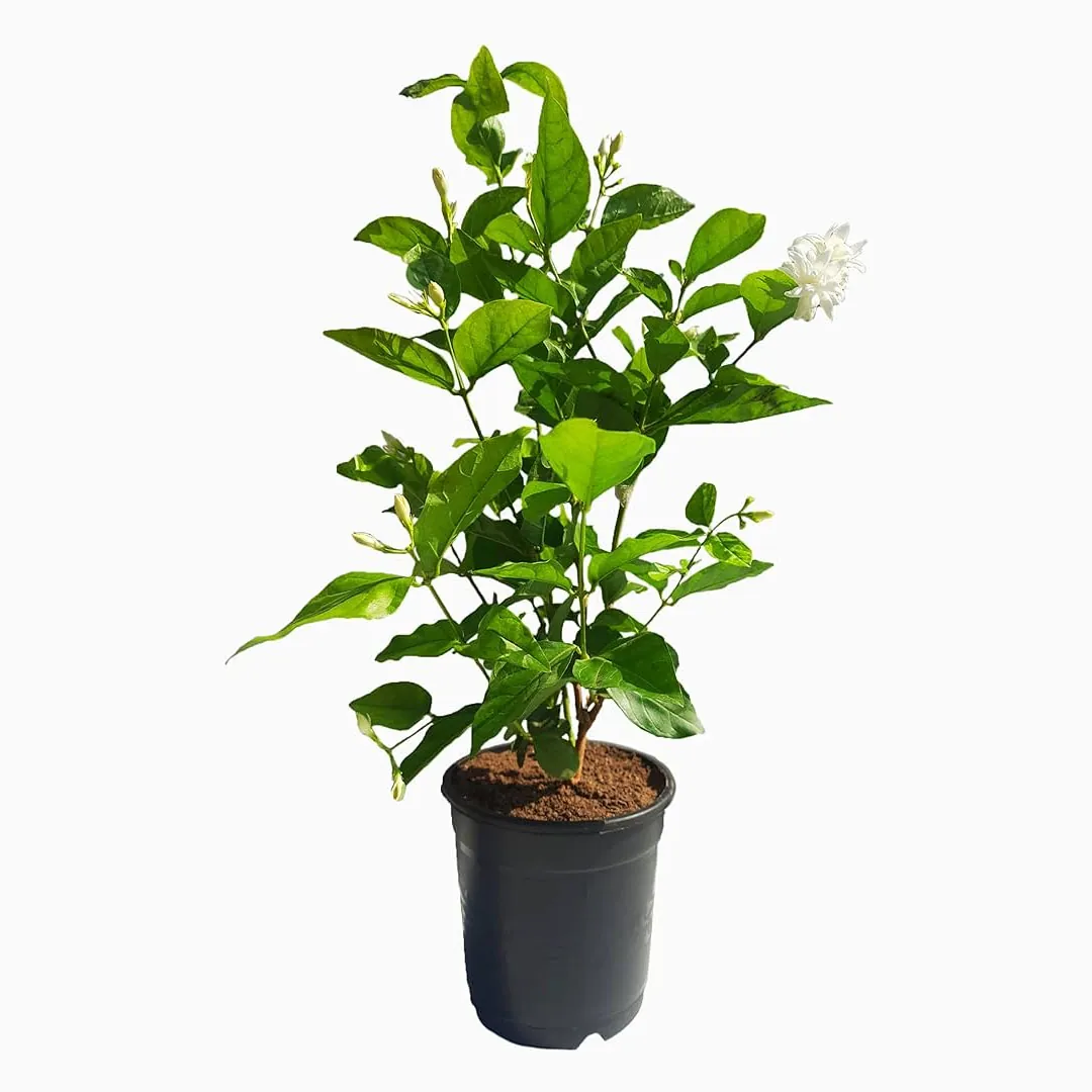 Jasmine Tree 1.50m - PlantsFactory