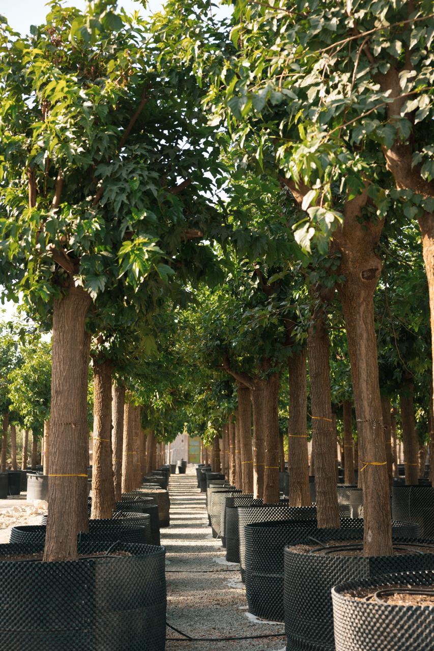 Java Apple Touffe - PlantsFactory